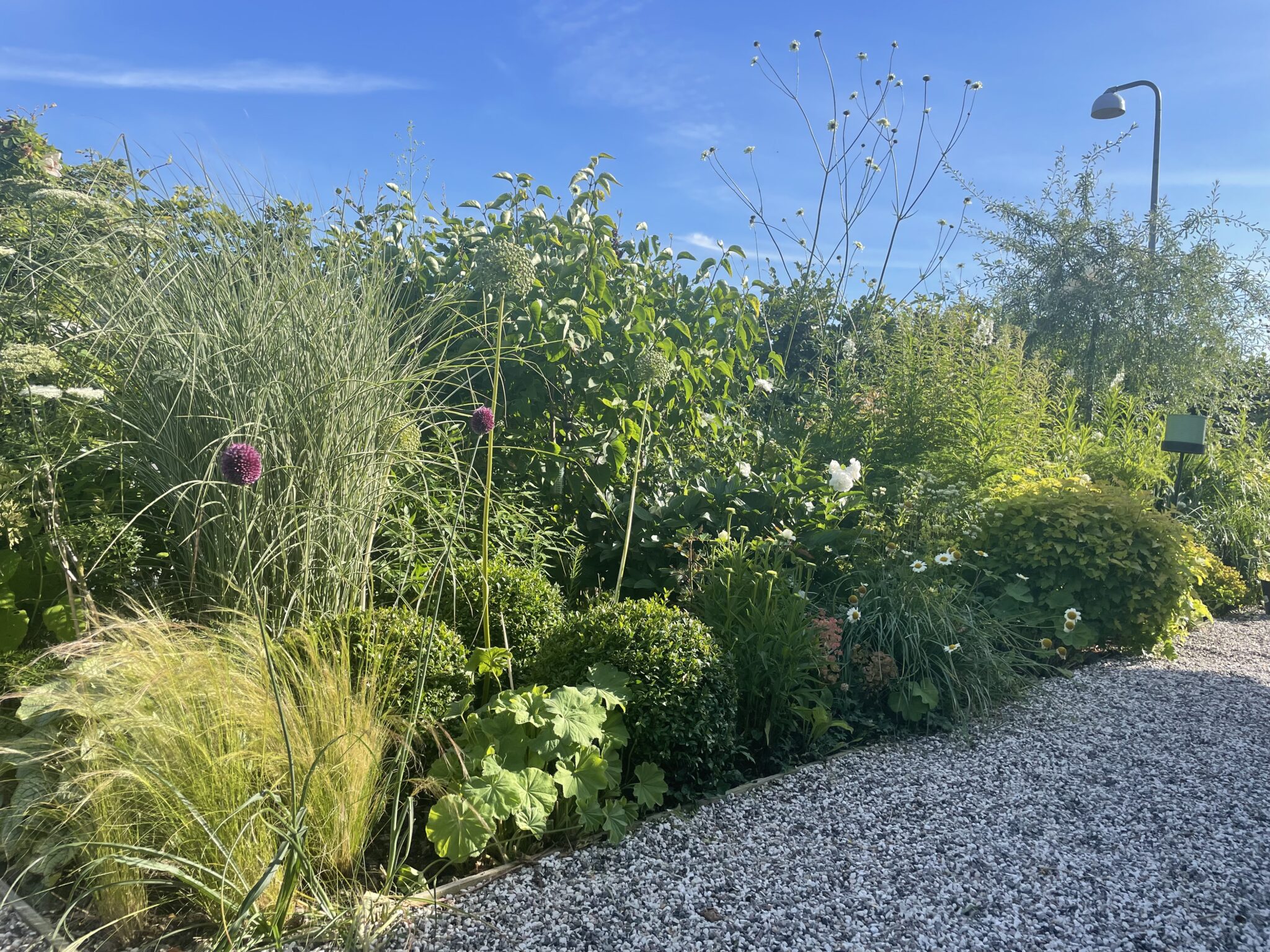 Havens staudebede sommeren 2022 – Countryliv